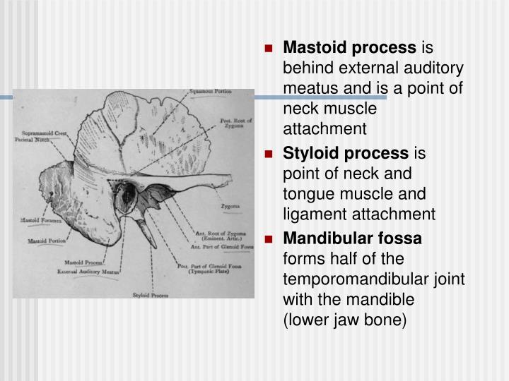 PPT - The Axial Skeleton PowerPoint Presentation - ID:5318624