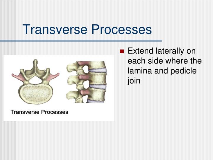 PPT - The Axial Skeleton PowerPoint Presentation - ID:5318624