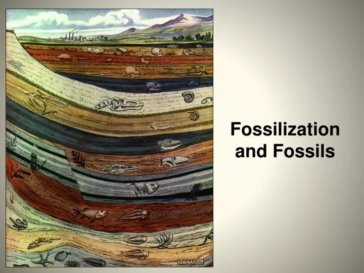 PPT - Fossilization and Fossils PowerPoint Presentation, free download ...