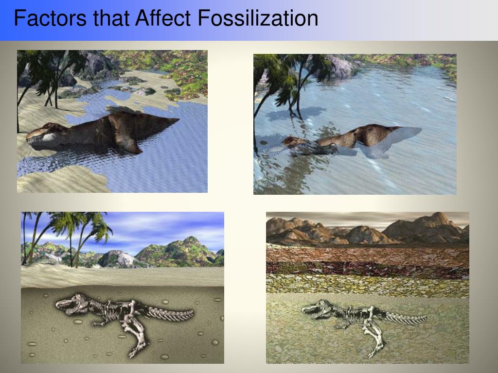 Ppt Fossilization And Fossils Powerpoint Presentation Free Download