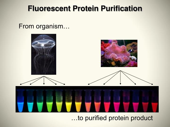 PPT - Protein Purification PowerPoint Presentation - ID:5321472
