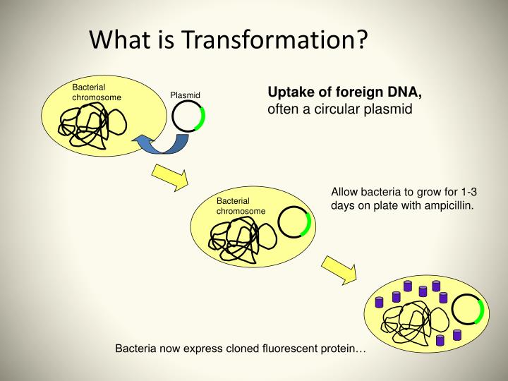 PPT - Protein Purification PowerPoint Presentation - ID:5321472