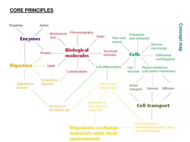 PPT - CORE PRINCIPLES PowerPoint Presentation, free download - ID:5321517
