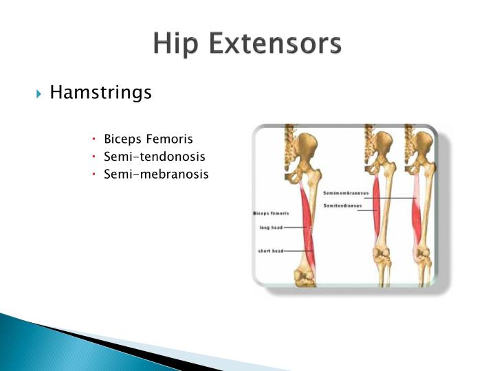 PPT - The Thigh PowerPoint Presentation - ID:5321613