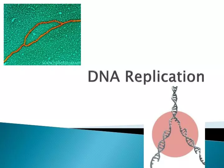 PPT - DNA Replication PowerPoint Presentation, free download - ID:5321980