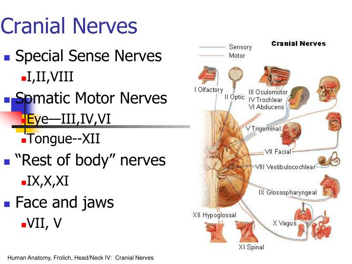 PPT - Sensory Cranial Nerves PowerPoint Presentation - ID:5322759