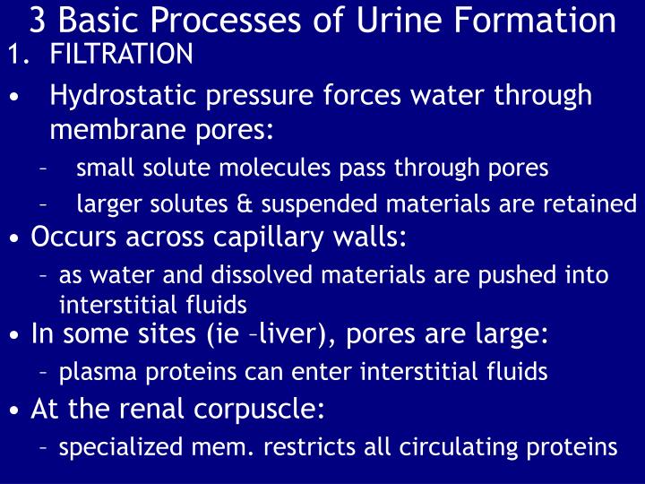PPT - Chapter 26: The Urinary System PowerPoint Presentation - ID:5323506