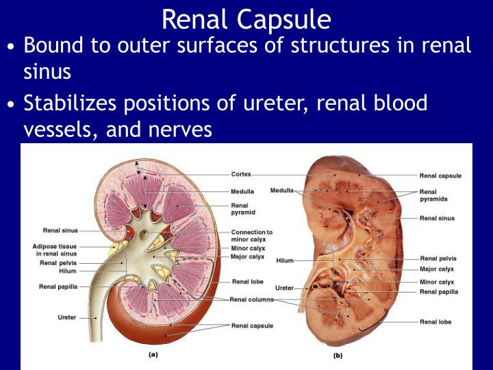 PPT - Chapter 26: The Urinary System PowerPoint Presentation - ID:5323506