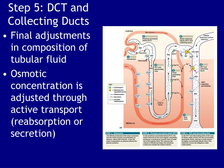 PPT - Chapter 26: The Urinary System PowerPoint Presentation - ID:5323506