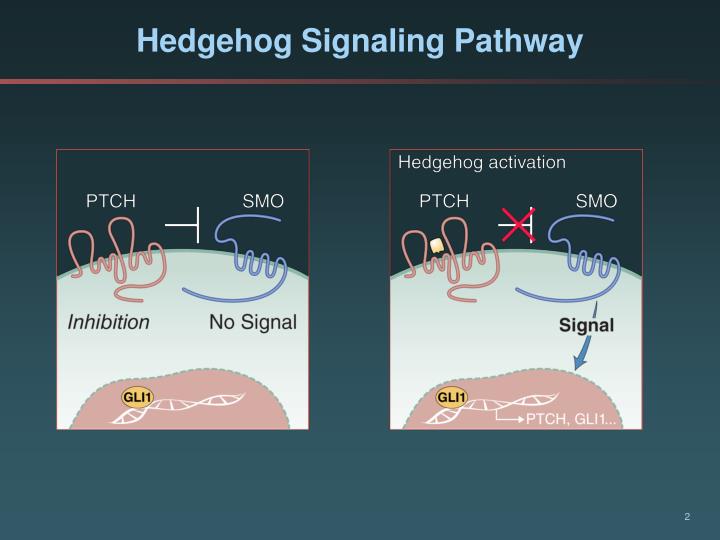 PPT - Hedgehog Signaling Pathway PowerPoint Presentation - ID:5323531