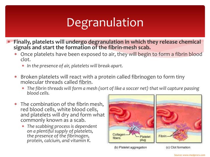 PPT - Wound Repair PowerPoint Presentation - ID:5323746