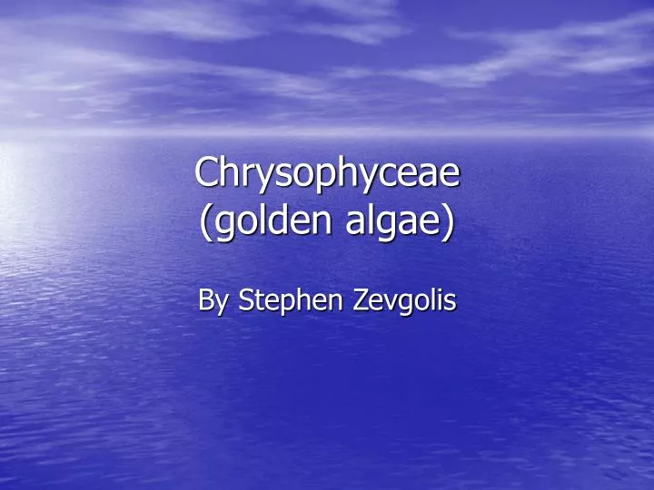PPT - Chrysophyceae (golden algae) PowerPoint Presentation, free ...