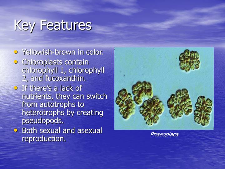 PPT - Chrysophyceae (golden algae) PowerPoint Presentation - ID:5323865