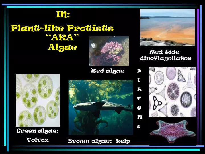 PPT - Plant-like Protists “AKA” Algae PowerPoint Presentation, free ...