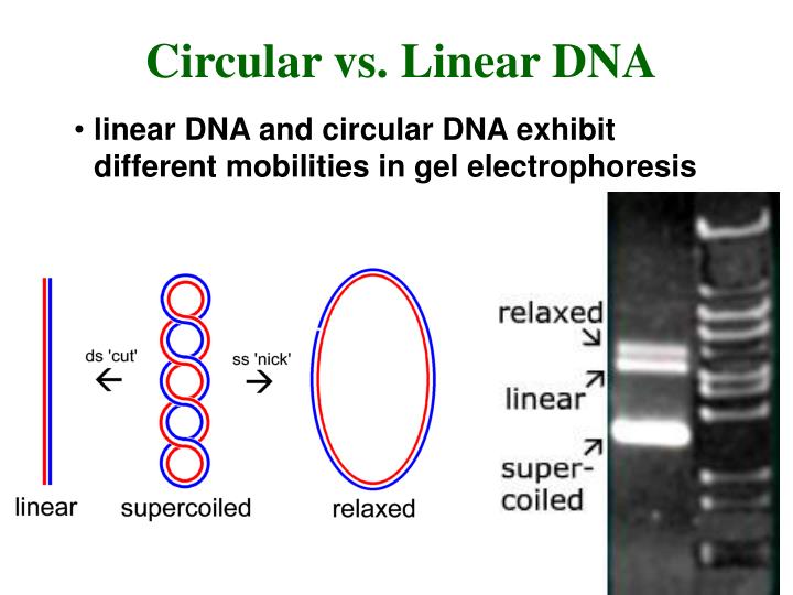 PPT - Genome Sizes are Large human = 3 x 10 9 bp E. coli = 4 x 10 6 bp ...