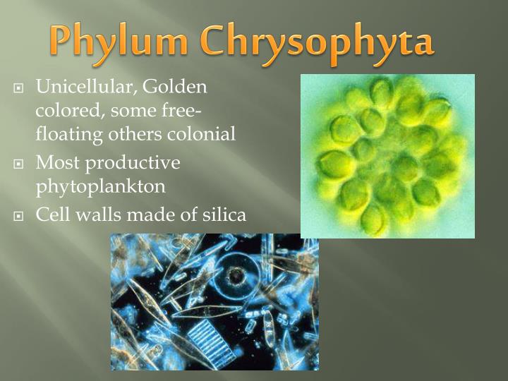 PPT - Marine Algae PowerPoint Presentation - ID:5324846