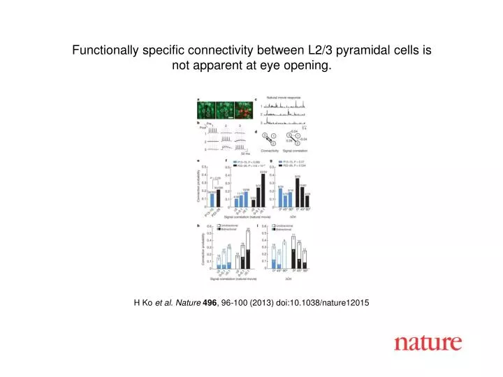 PPT - H Ko et al. Nature 496 , 96 - 100 (2013) doi:10.1038/nature 12015 ...