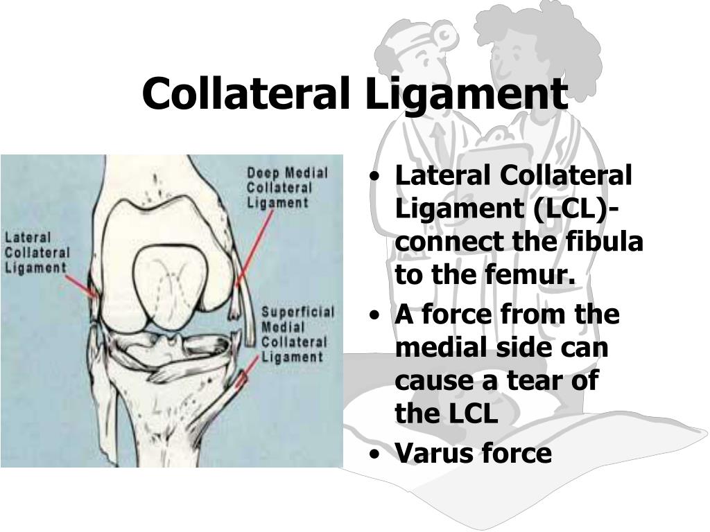 PPT Knee Anatomy PowerPoint Presentation Free Download ID 5326168