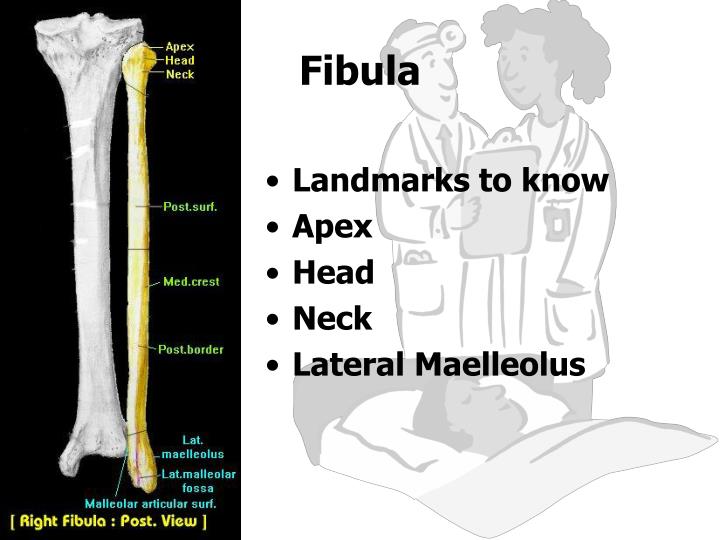 PPT - Knee Anatomy PowerPoint Presentation - ID:5326168