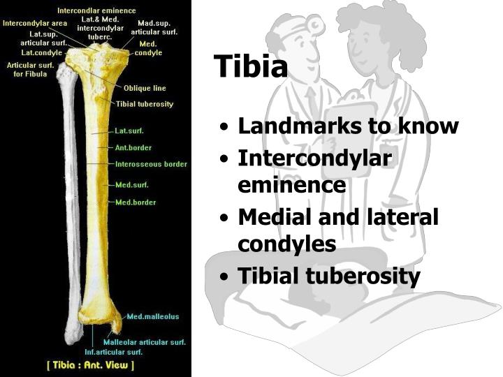 PPT - Knee Anatomy PowerPoint Presentation - ID:5326168