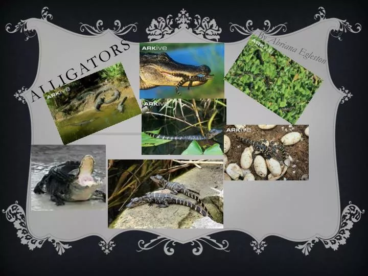 PPT - alligators PowerPoint Presentation, free download - ID:5326851