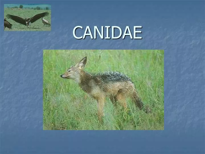 PPT - CANIDAE PowerPoint Presentation, free download - ID:5326951