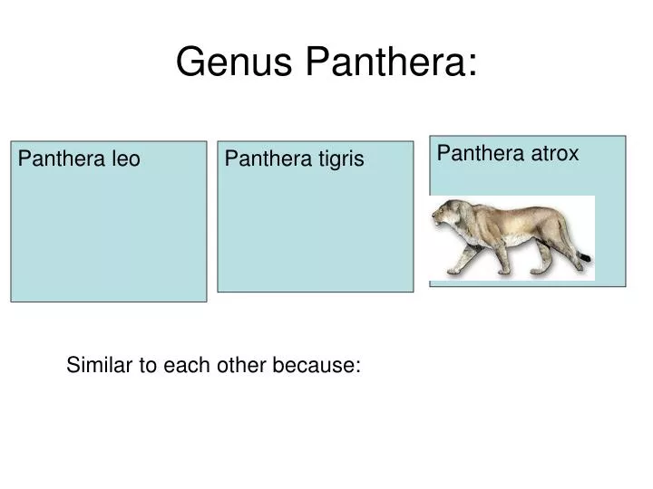 PPT - Genus Panthera: PowerPoint Presentation, free download - ID:5327197