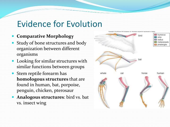 PPT - Evolution: descent with modification PowerPoint Presentation - ID ...