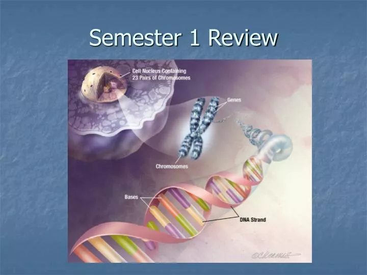 PPT - Semester 1 Review PowerPoint Presentation, free download - ID:5329648