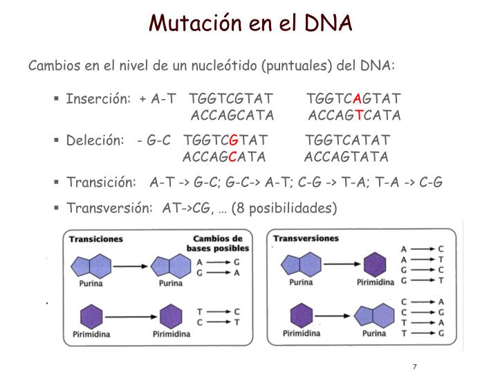 PPT - Tema 12 La mutación PowerPoint Presentation - ID:5330288