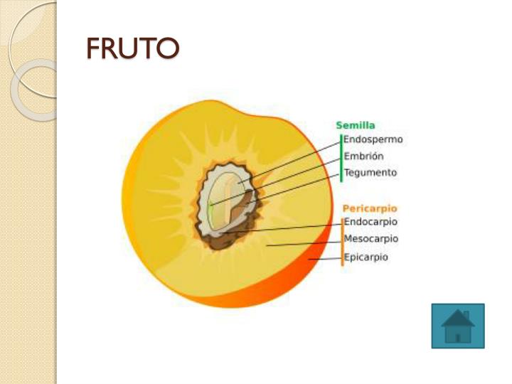 PPT - PARTES DE LA PLANTA PowerPoint Presentation - ID:5330307