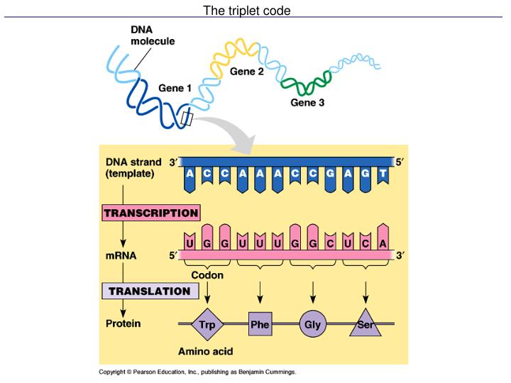 PPT - Overview: the roles of transcription and translation in the flow ...