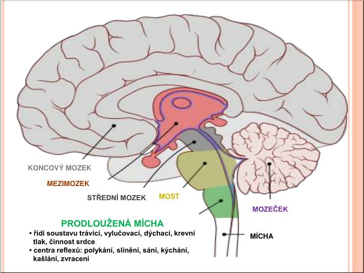 PPT - Mícha a mozek PowerPoint Presentation - ID:5331689