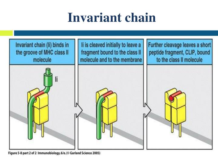 PPT - Basic Immunology PowerPoint Presentation - ID:5332084