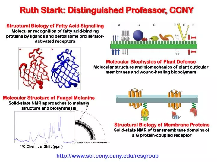 PPT - Ruth Stark: Distinguished Professor, CCNY PowerPoint Presentation ...