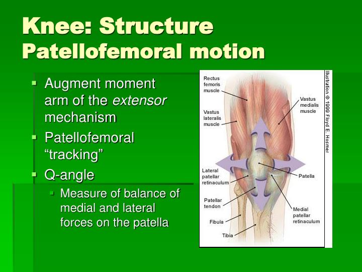 PPT - Knee Structure & Disorders PowerPoint Presentation - ID:5334265