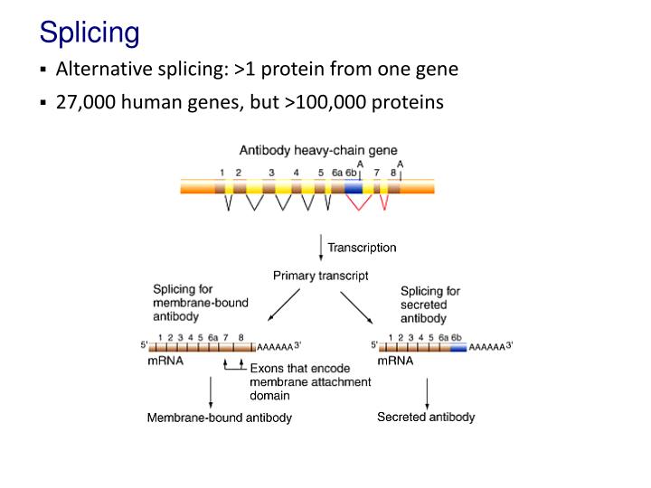 PPT - RNA processing in eukaryotes PowerPoint Presentation - ID:5334562