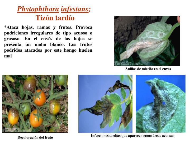 PPT - 1.- Diagnostico de enfermedades causadas por hongos. Tizón ...