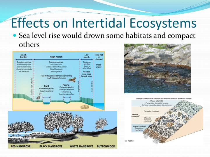 PPT - Lecture 3: Climate Change & The Oceans PowerPoint Presentation ...