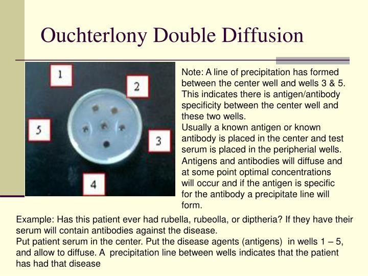 PPT - Applications of Immune Responses PowerPoint Presentation - ID:5335329