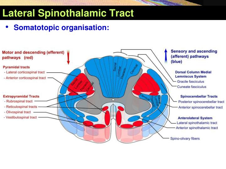PPT - Ascending Tracts of the Spinal Cord PowerPoint Presentation - ID ...
