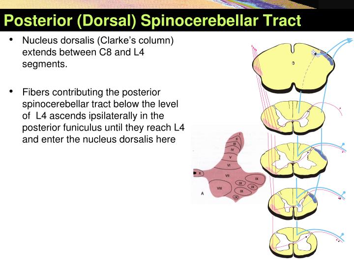 PPT - Ascending Tracts of the Spinal Cord PowerPoint Presentation - ID ...