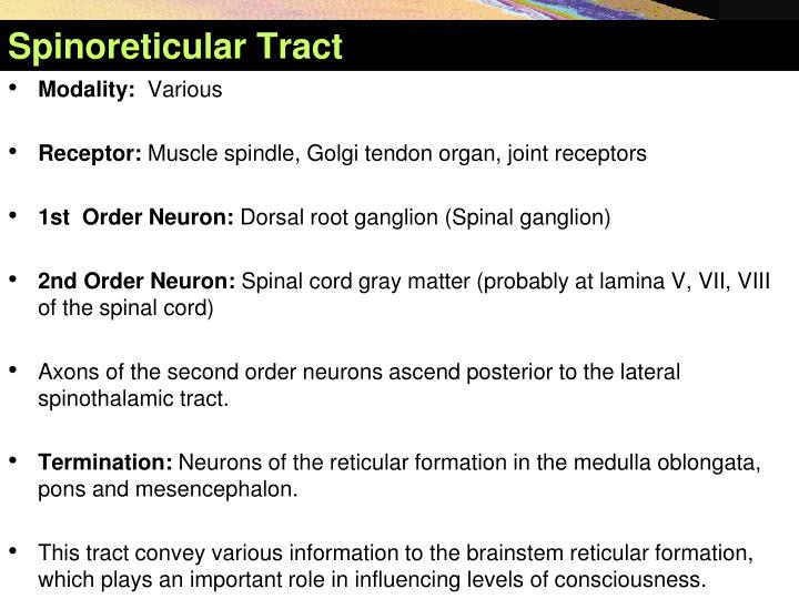 PPT - Ascending Tracts of the Spinal Cord PowerPoint Presentation - ID ...