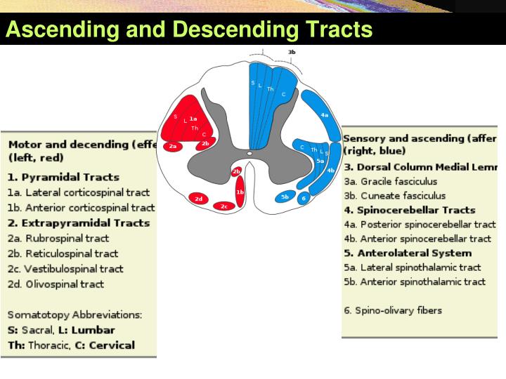 PPT - Ascending Tracts of the Spinal Cord PowerPoint Presentation - ID ...