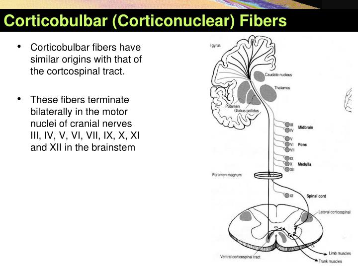 PPT - Ascending Tracts of the Spinal Cord PowerPoint Presentation - ID ...