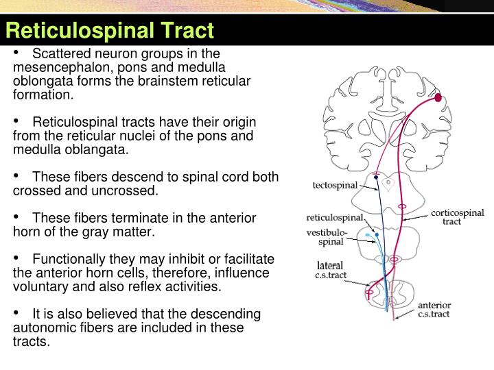 PPT - Ascending Tracts of the Spinal Cord PowerPoint Presentation - ID ...