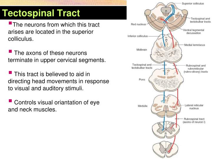PPT - Ascending Tracts of the Spinal Cord PowerPoint Presentation - ID ...