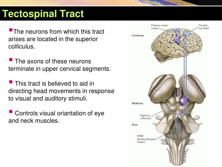 PPT - Ascending Tracts of the Spinal Cord PowerPoint Presentation - ID ...