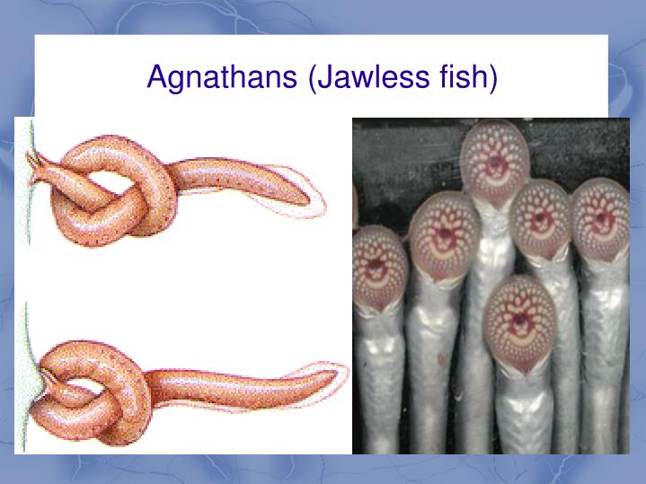 PPT - Chapter 16 Notes, Fish PowerPoint Presentation - ID:5338364