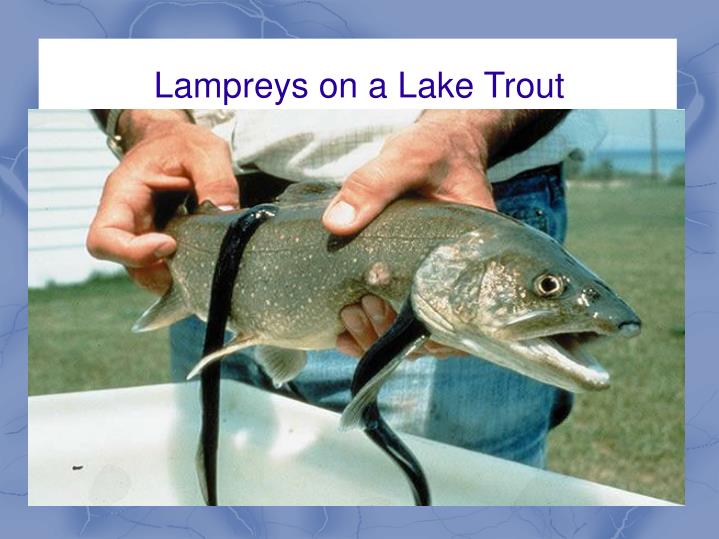 PPT - Chapter 16 Notes, Fish PowerPoint Presentation - ID:5338364